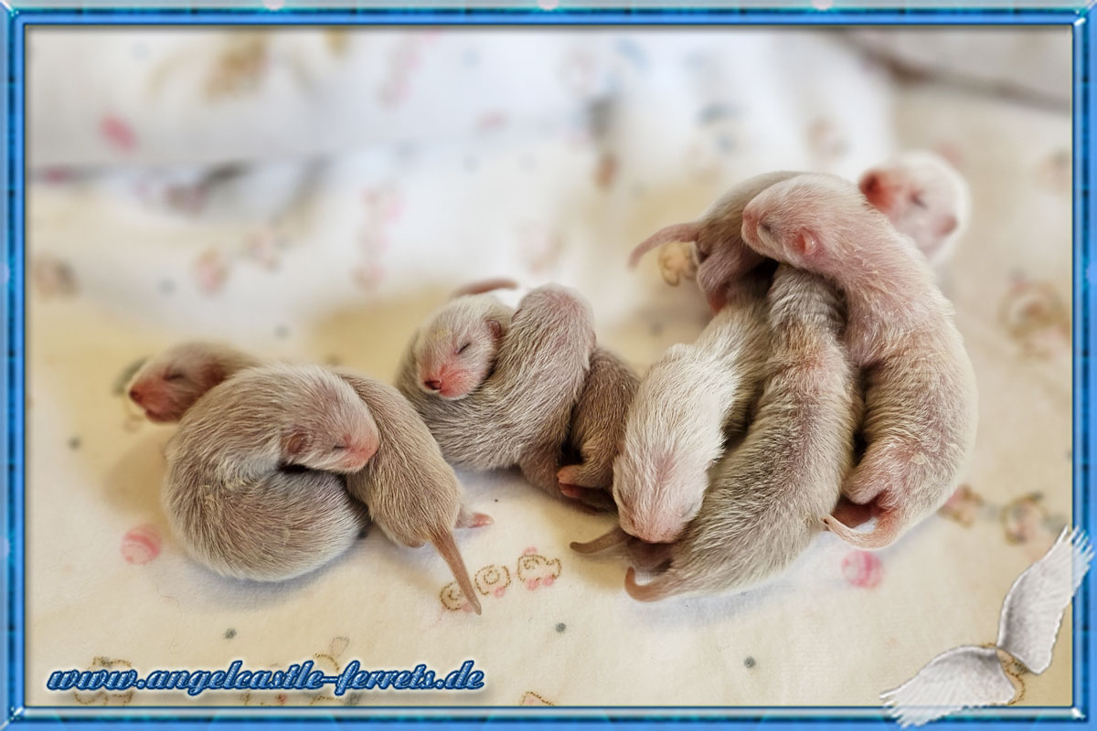 Ogin´s Welpen (V-Wurf) 2024 - angelcastle-ferrets.de